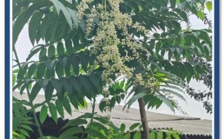 香椿树风水禁忌_香椿树种哪里最旺宅