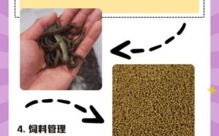 养殖泥鳅鱼一亩地有多少利润_泥鳅养殖成本与利润分析