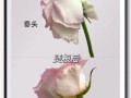玫瑰花怎么养才不会枯萎_玫瑰枯萎原因及解决方法