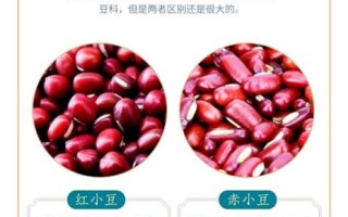赤小豆和红豆哪个好_赤小豆和红豆的区别