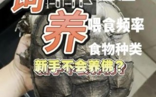 鳄龟怎么养_鳄龟吃什么