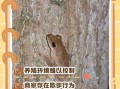 树蛙有毒吗_树蛙毒性对人影响