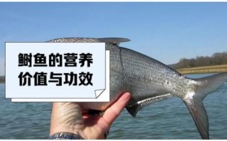 鲥鱼养殖技术_鲥鱼养殖成本利润