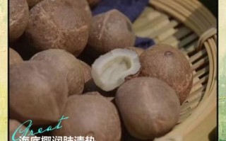 海底椰是寒性还是热性_海底椰适合什么人吃