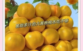 黄桃多少钱一斤_黄桃价格为什么差距大 黄桃多少钱一斤_黄桃价格为什么差距大