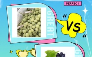 提子品种有哪些_提子和葡萄的区别