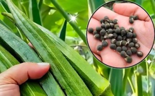 秋葵价格多少钱一斤_秋葵什么时候最便宜