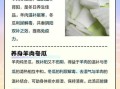 羊肉炖冬瓜怎么做才好吃_冬瓜去膻味技巧