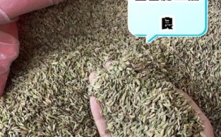 茴香对子宫有好处吗_茴香籽泡水能调理子宫吗