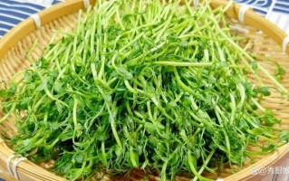 龙须菜是什么_龙须菜图片长什么样