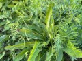现在有什么野菜可以吃_春季可食用野菜大全