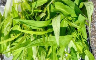 通心菜吃多了有什么副作用_通心菜禁忌人群有哪些