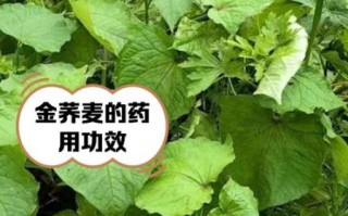 金荞麦根的功效与作用_金荞麦根能长期吃吗