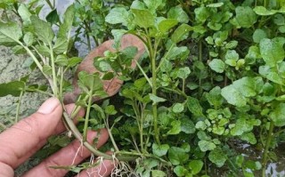 豆瓣菜什么时候种植_豆瓣菜种植季节