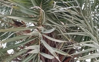 海枣怎么种_海枣树多久结果