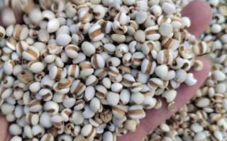 薏米是什么米_薏米长什么样