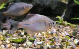 鳑鲏鱼图片大全_鳑鲏鱼怎么分公母 鳑鲏鱼图片大全_鳑鲏鱼怎么分公母