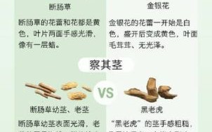 断肠草吃了会死人吗_中毒症状多久出现