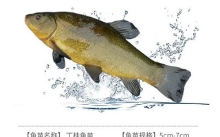 丁桂鱼怎么去鳞_丁桂鱼去鳞最简单的方法