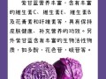 长期吃紫甘蓝有什么好处_紫甘蓝能天天吃吗
