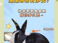 兔子为什么不能养三年_兔子寿命有多长