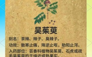吴茱萸治胃病真的有效吗_吴茱萸怎么用治胃病