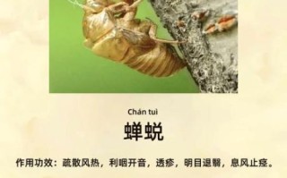知了壳煮水喝有什么功效_知了壳煮水喝的禁忌
