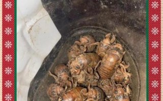 知了猴怎么保存_知了猴的做法大全