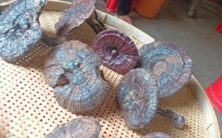 灵芝价格2021最新价格_多少钱一斤