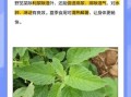 野苋菜籽的功效与作用_野苋菜籽怎么吃效果最好