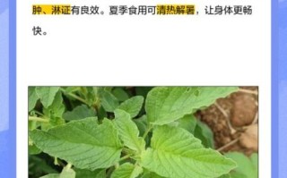 野苋菜籽的功效与作用_野苋菜籽怎么吃效果最好