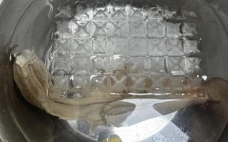 冰冻河蚌肉怎么做好吃_冰冻河蚌肉的家常做法