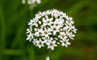 韭菜花吃起来什么味道_韭菜花口感像什么