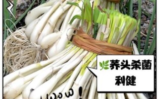 荞头菜的功效与作用_什么人不能吃荞头菜