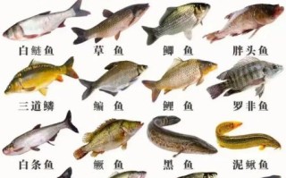 武昌鱼跟鳊鱼有什么区别_怎么一眼分辨