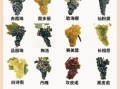 葡萄的种类有哪些_哪种葡萄最适合酿酒