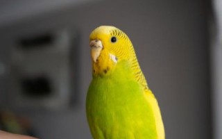 虎皮鹦鹉图片怎么拍_虎皮鹦鹉图片高清下载