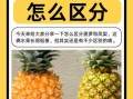 都乐菠萝是凤梨吗_凤梨和菠萝区别