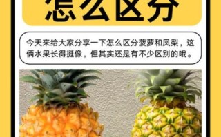 都乐菠萝是凤梨吗_凤梨和菠萝区别