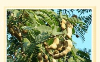 甜角树图片_甜角树长什么样