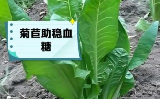 菊苣长什么样_菊苣和蒲公英区别