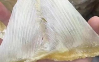 鱼翅是什么部位_鱼翅是鲨鱼的哪个部位