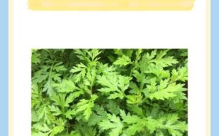 鲜艾叶怎么吃_鲜艾叶的做法大全