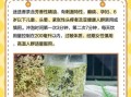 迷迭香泡水喝的禁忌_什么人不能喝迷迭香茶