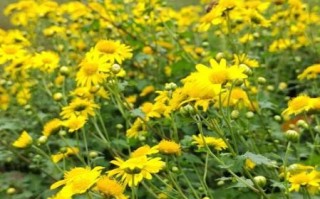 野菊花图片大全_野菊花长什么样