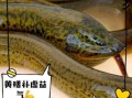 鳝鱼的营养价值及功效_鳝鱼怎么吃最补