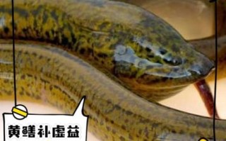 鳝鱼的营养价值及功效_鳝鱼怎么吃最补