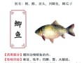 鲫怎么读拼音_鲫鱼发音是什么