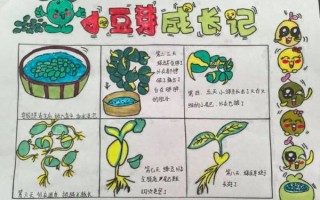 黄豆芽七天观察记录图_怎么画