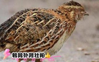 鹌鹑的功效与作用_鹌鹑的禁忌人群有哪些